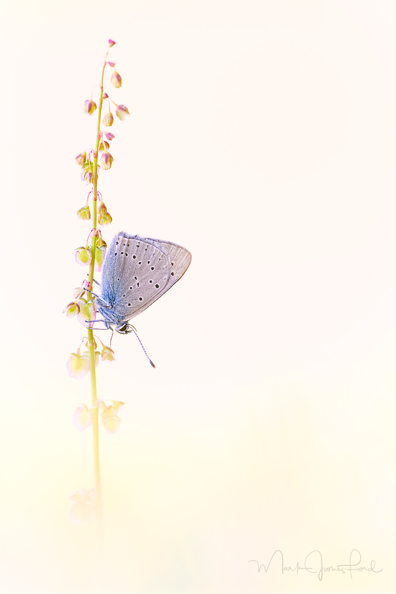 BLAUVISTA | Coppers (Lycaena) / Browns (Aricia) / Hairstreaks (Theclinae)