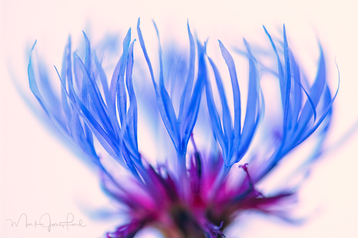 BLAUVISTA | Wild Flowers
