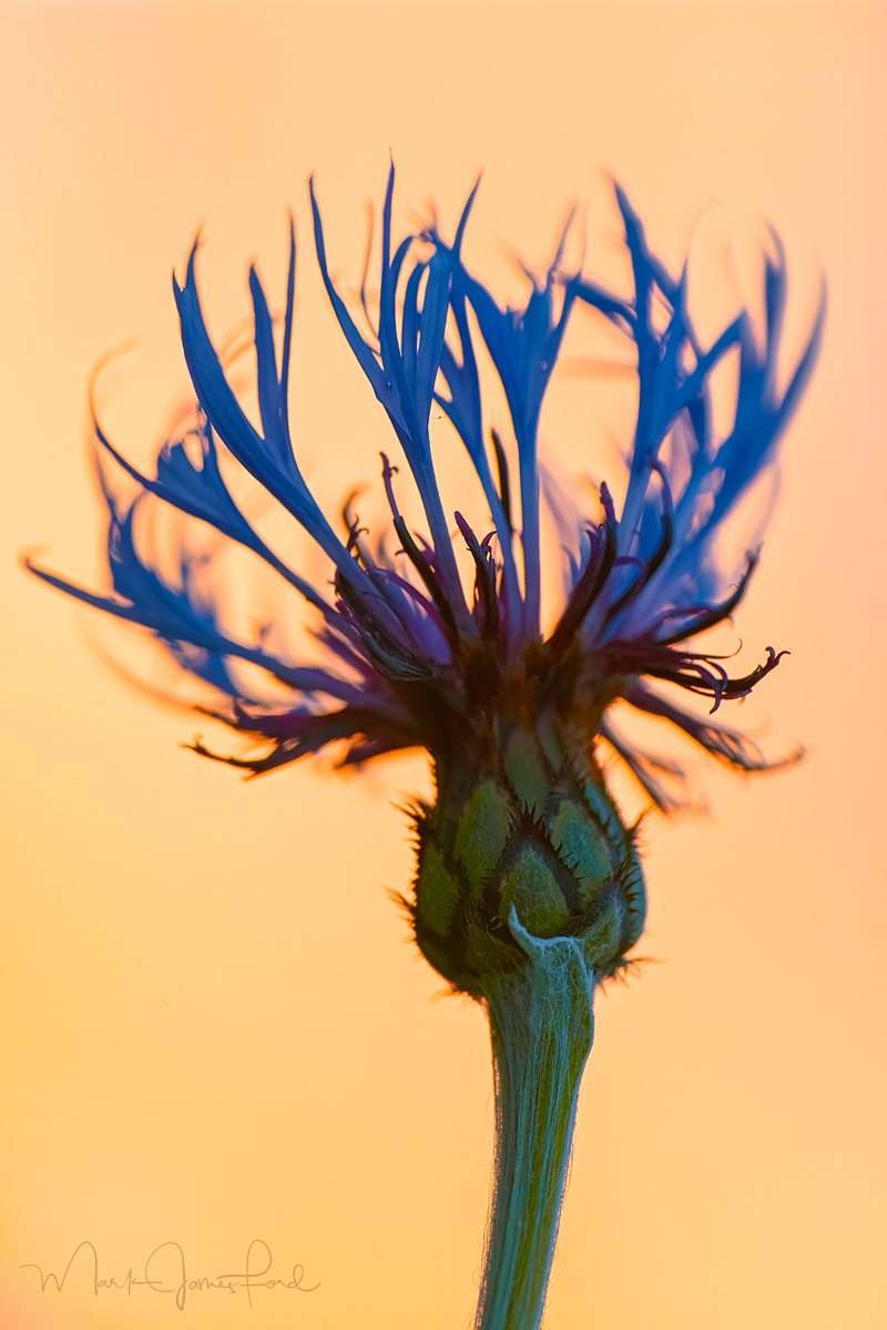 BLAUVISTA | Wild Flowers