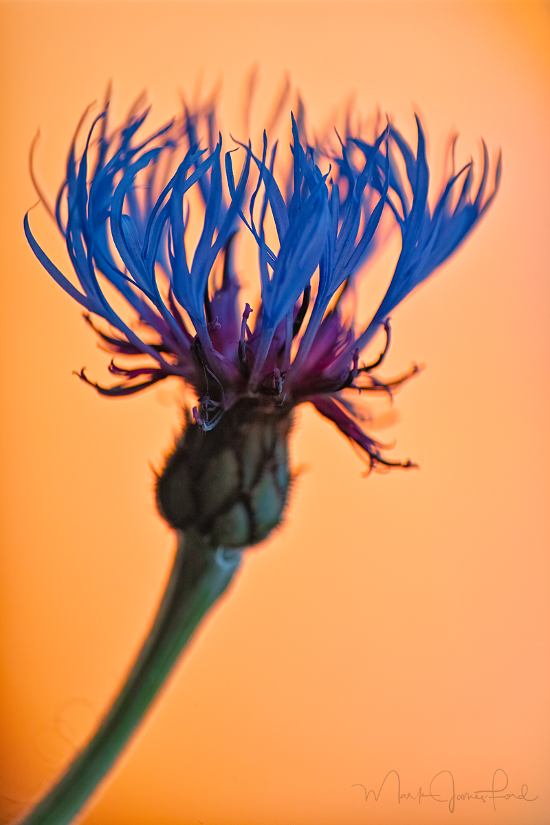 BLAUVISTA | Wild Flowers