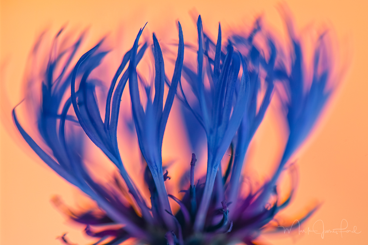 BLAUVISTA | Wild Flowers